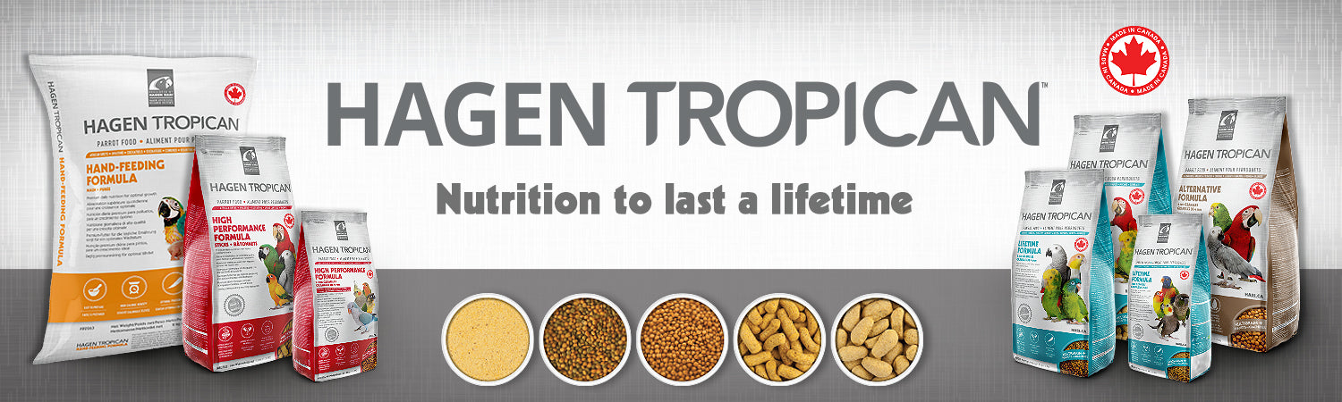 Home page – Birds Planet