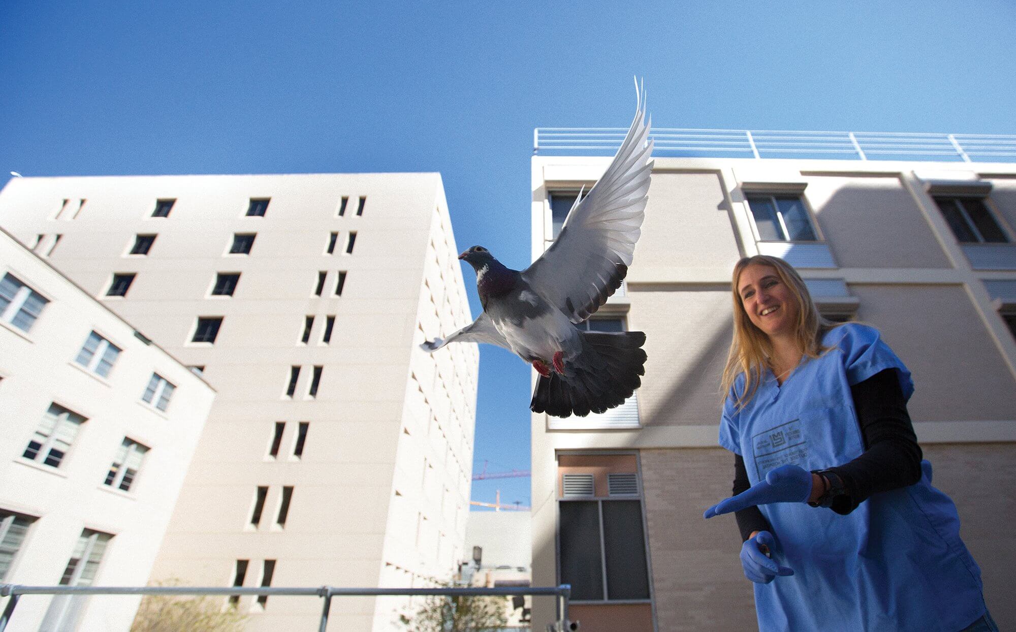 Pigeon Clinic – Birds Planet