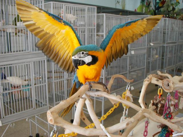 Birds for Sale on BirdsPlanet Store – Birds Planet