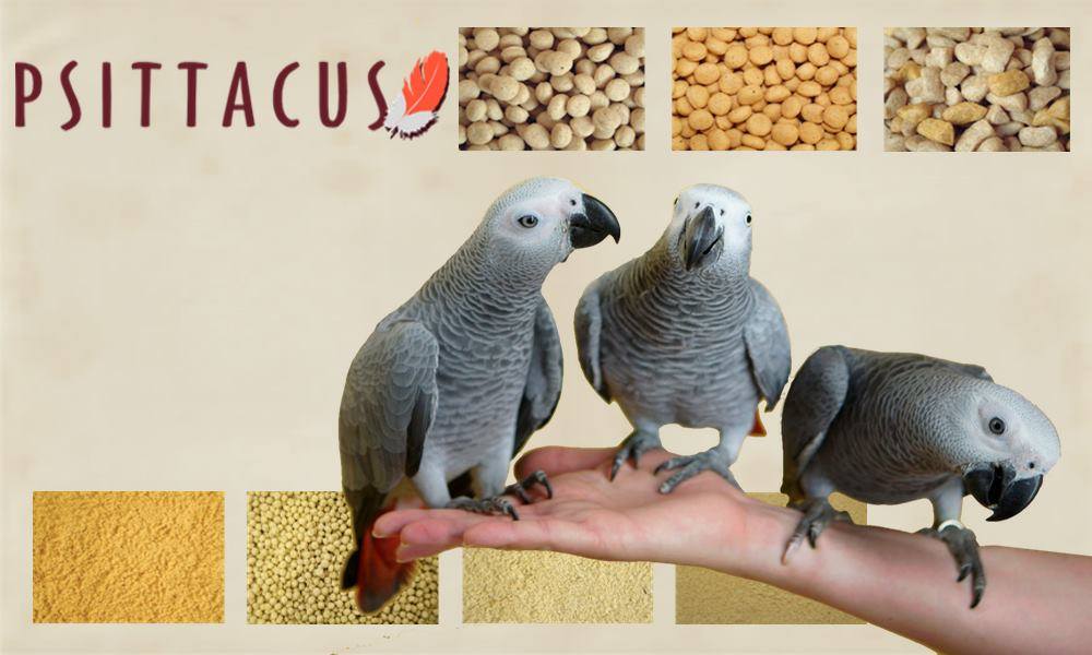 Psittacus – Birds Planet