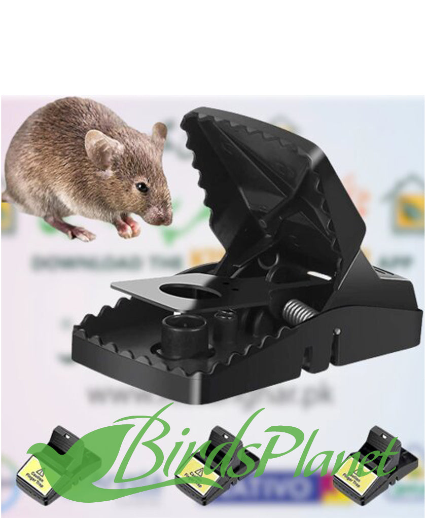 Mouse Trap Plastic – Birds Planet