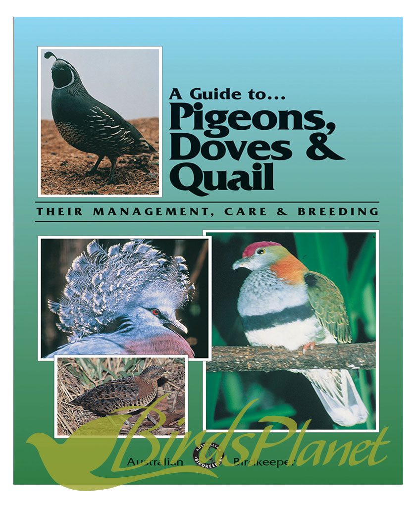 A Guide to Pigeons, Doves and Quail – Birds Planet