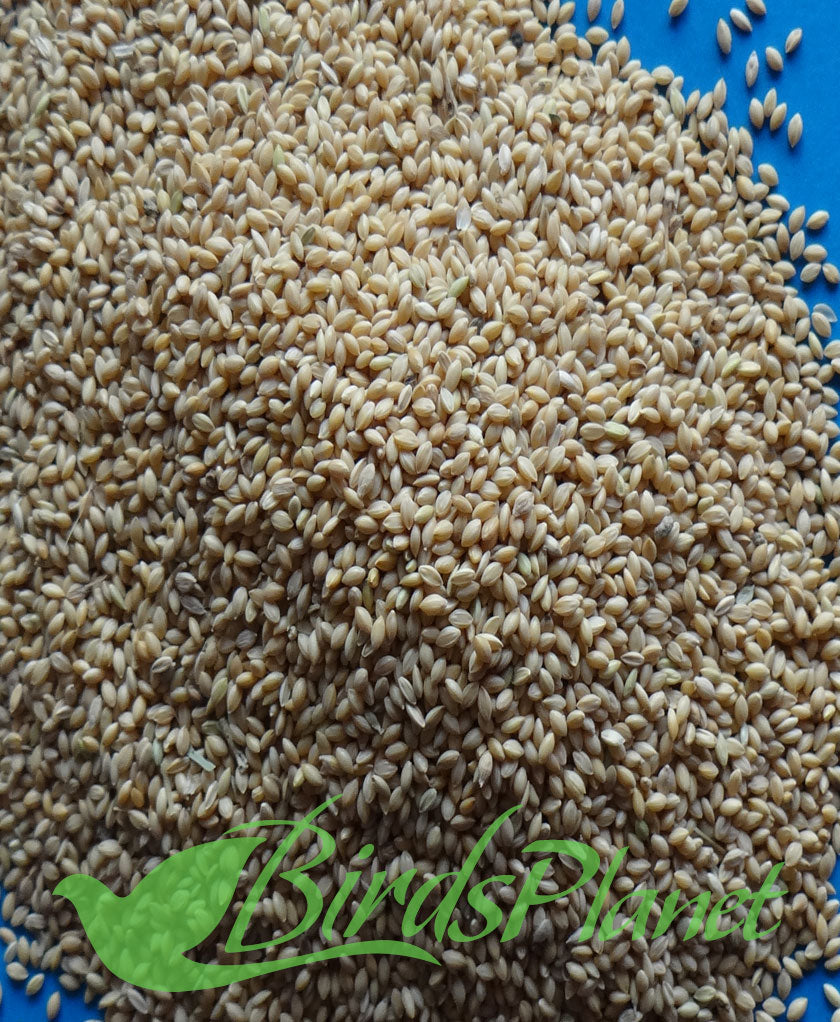 french white millet- دیسی کنگنی – Birds Planet