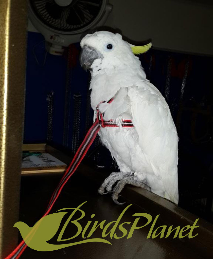 Adjustable Parrot Harness – Birds Planet